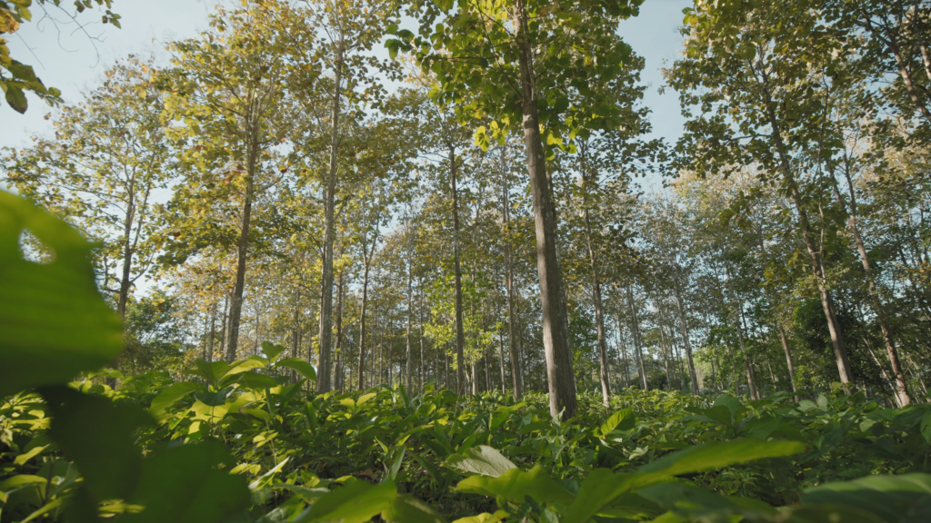 panamá y teca – Panama teak