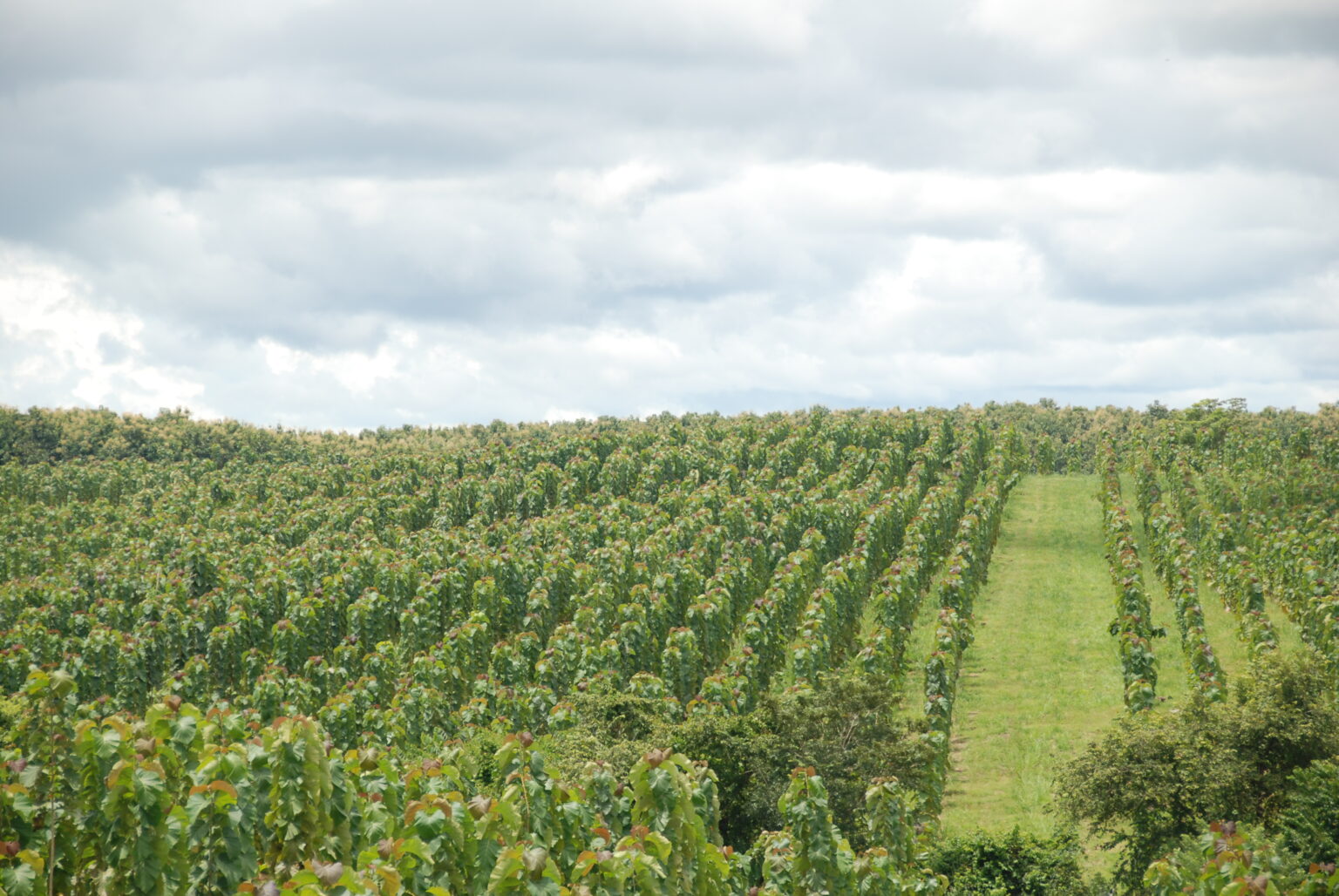 Qué es Teca – Panama teak