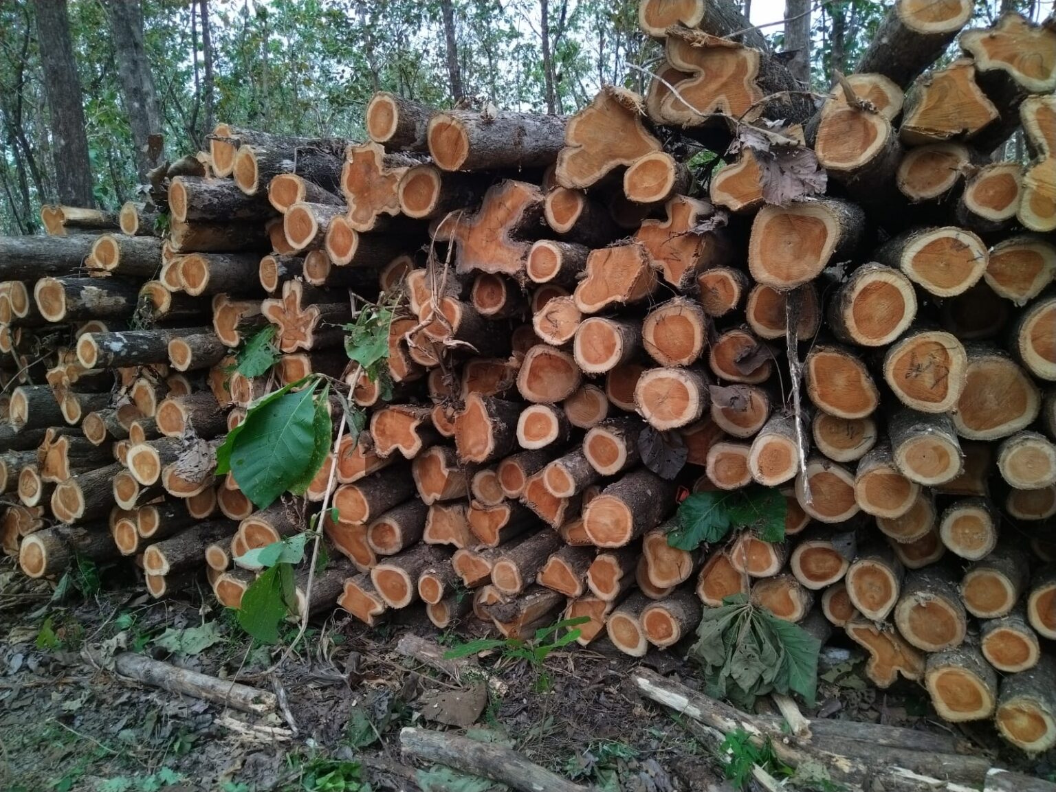 Qué es Teca – Panama teak